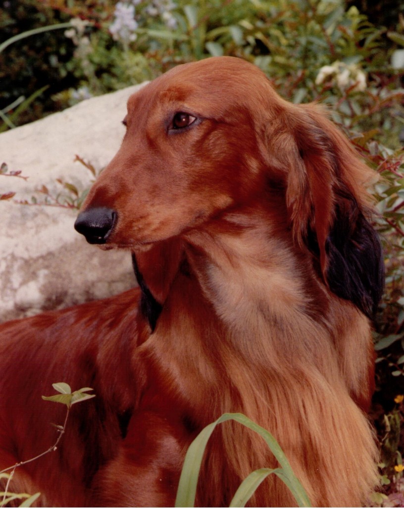 “The Head, Neck and Trunk” – The Dachshund History Project